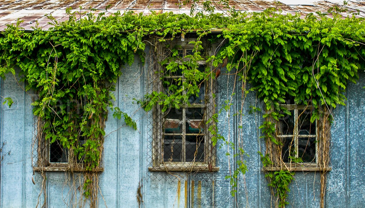 Three Windows - Frank Abbott Photography